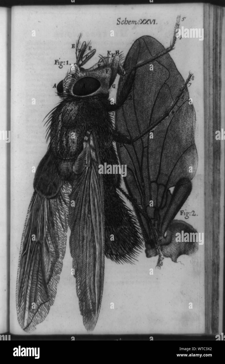 Microscopic view of blue fly and fly wing at right Stock Photo - Alamy