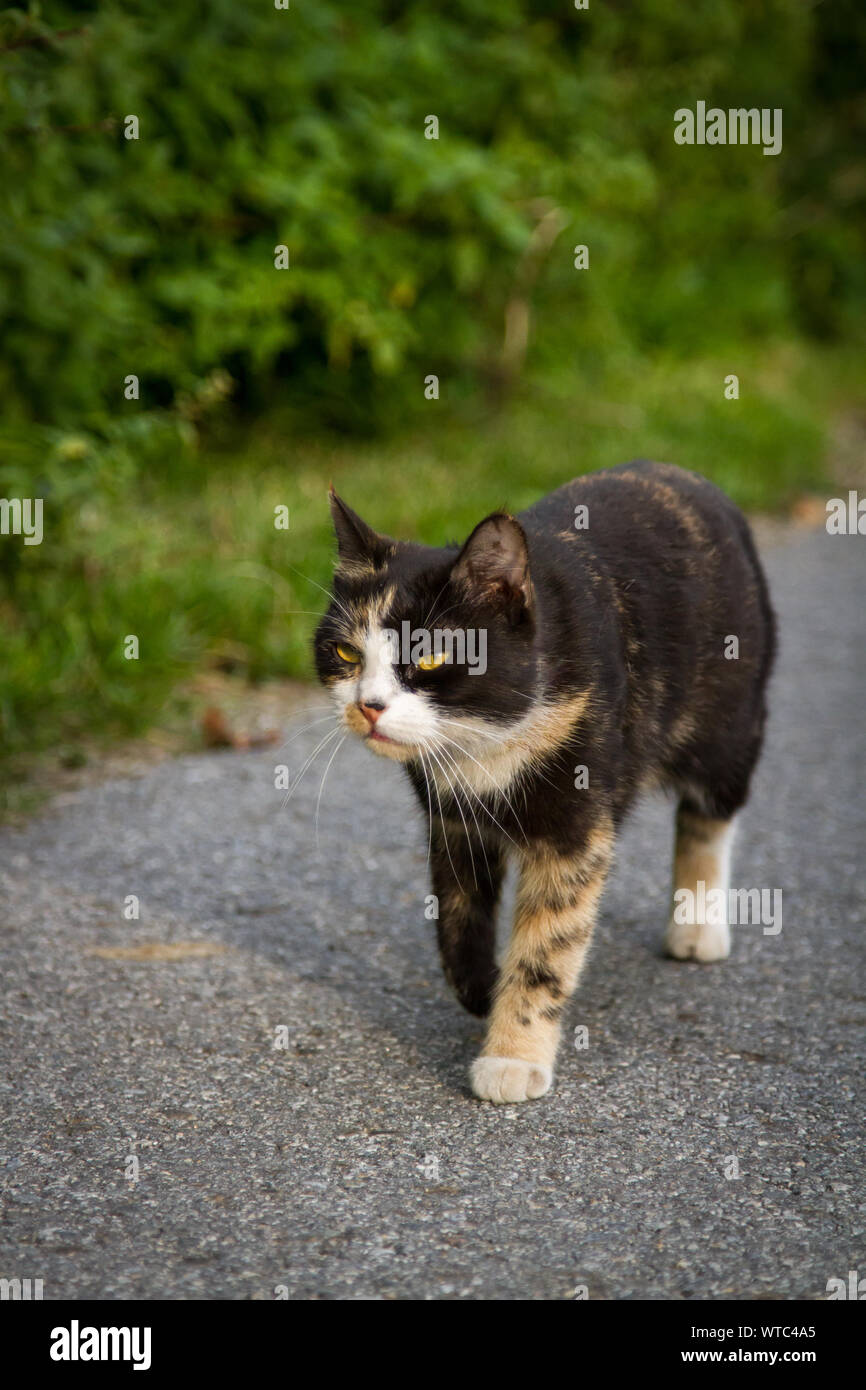 Tortoiseshell cat walking on a street Stock Photo - Alamy