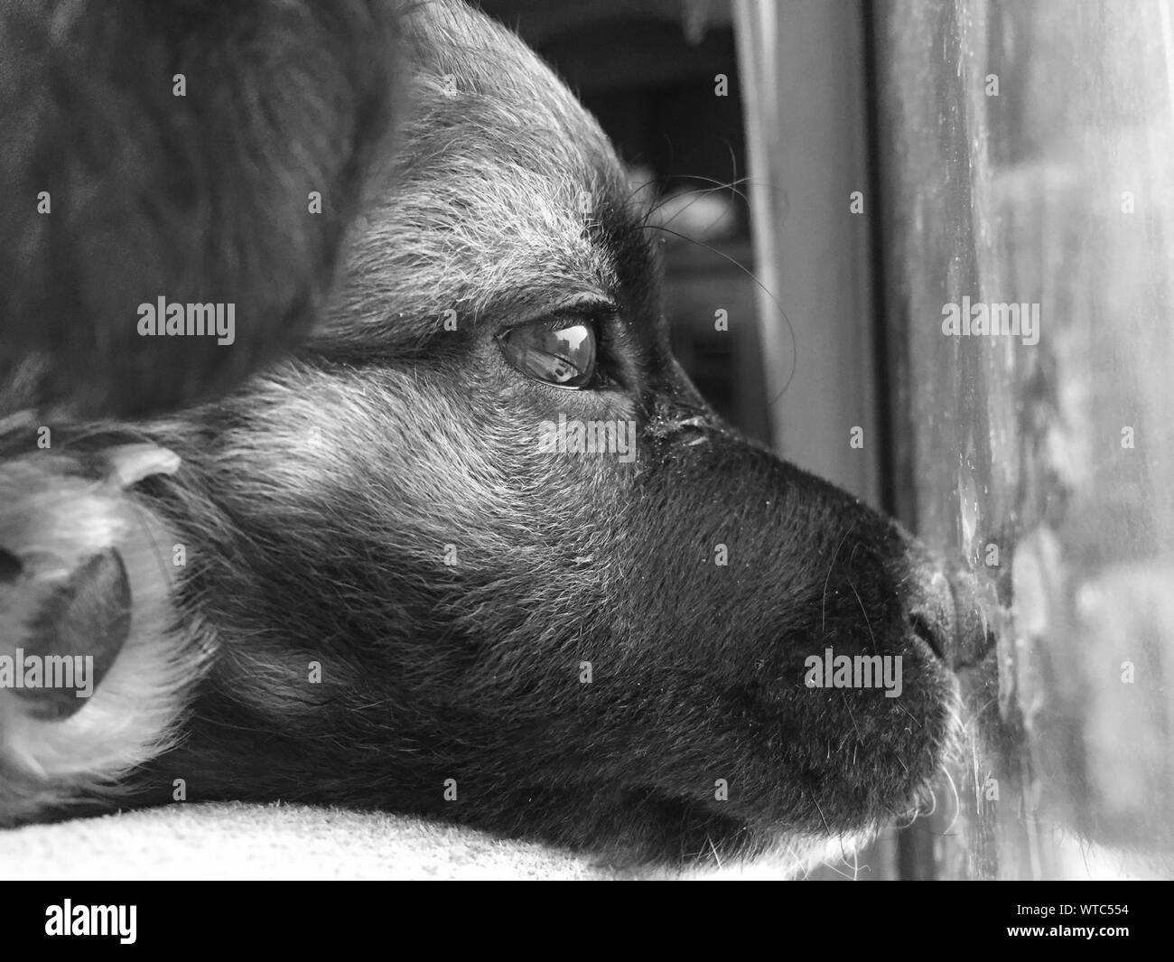 Peeking through window Black and White Stock Photos & Images - Alamy