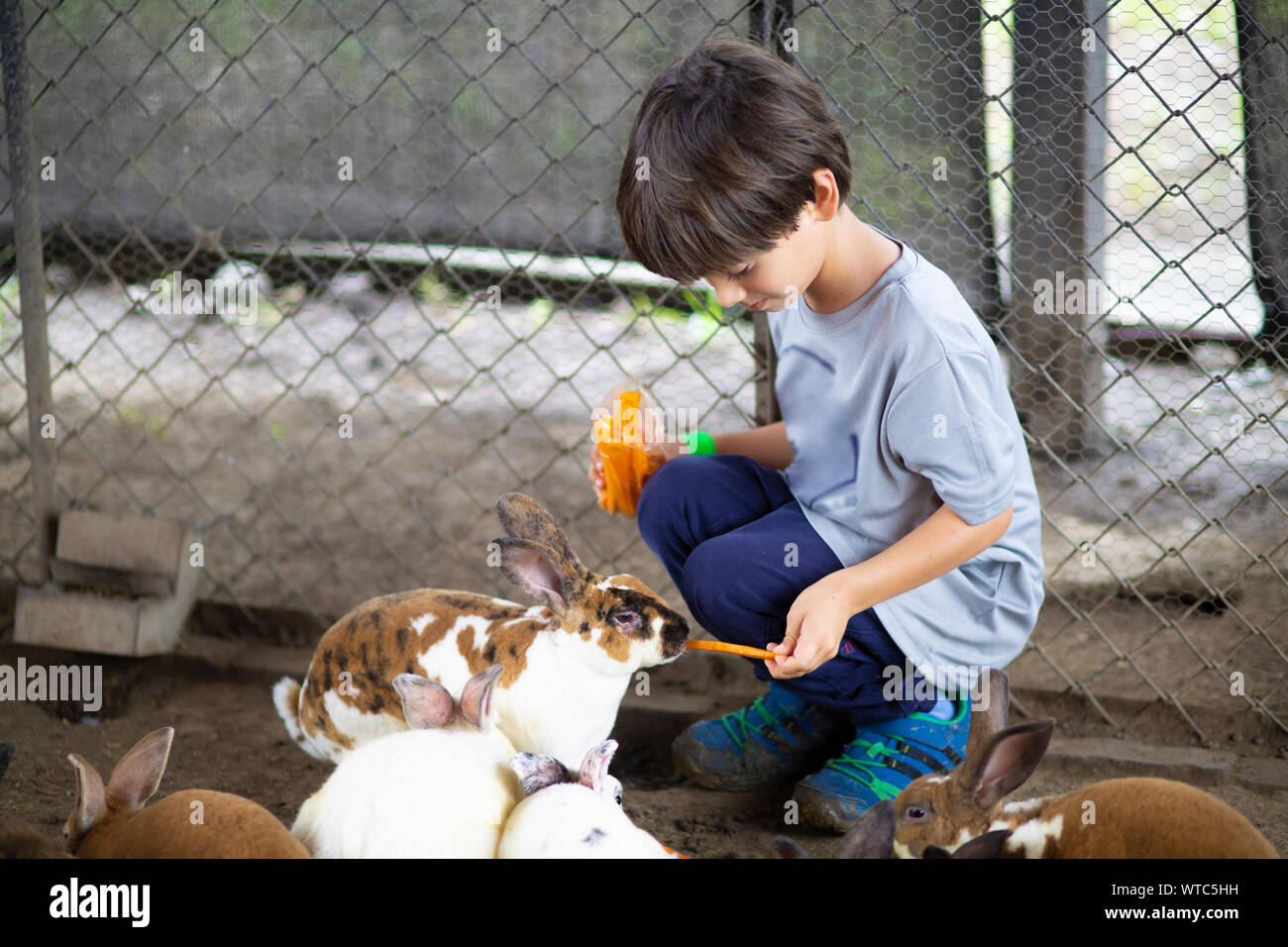 Happy Boy Playing with Rabbit in the Farm Stock Photo - Alamy