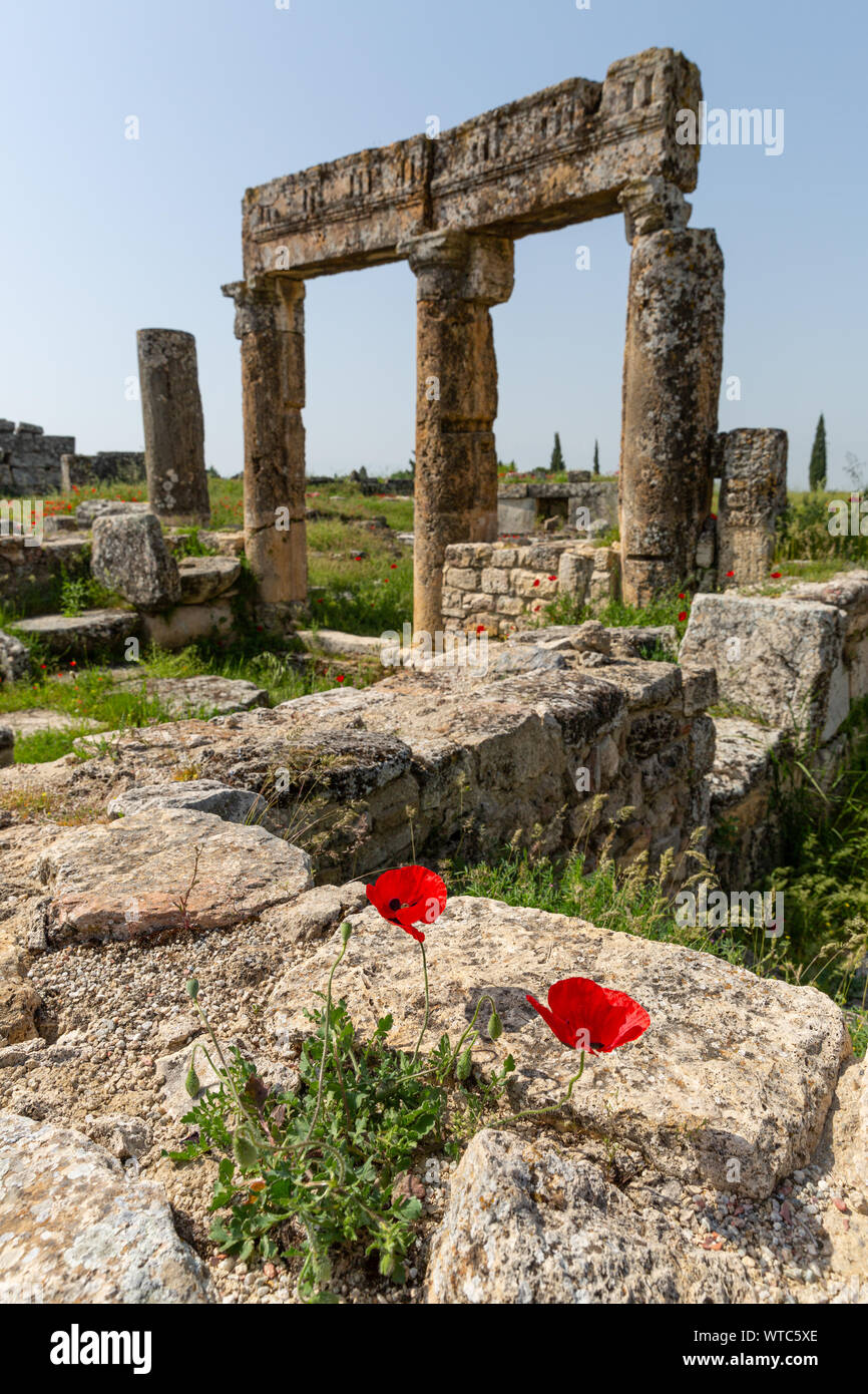 Old columns and self grown puppy flowers in agora area Hierapolis ...