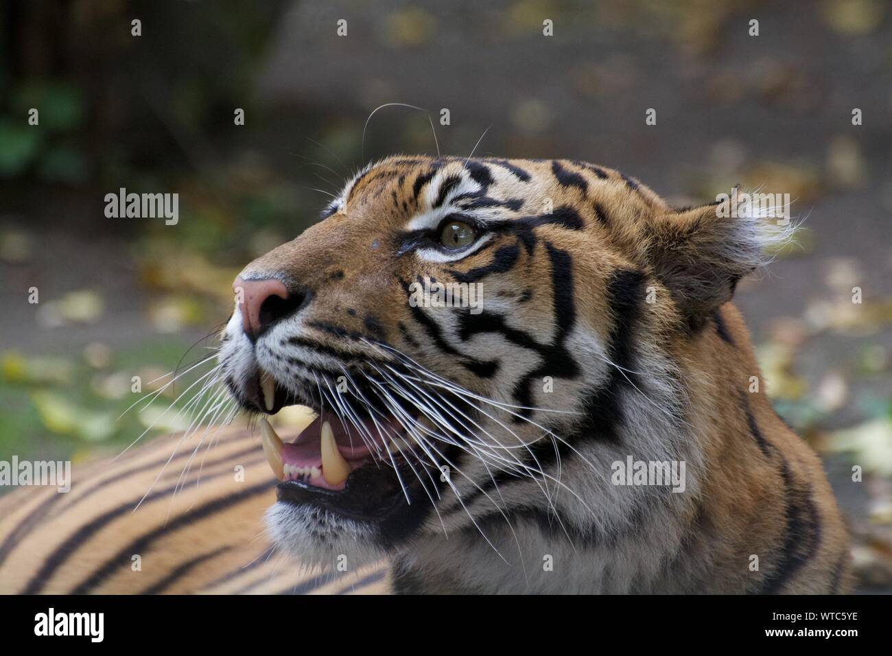 Roaring Tiger High Resolution Stock Photography and Images - Alamy