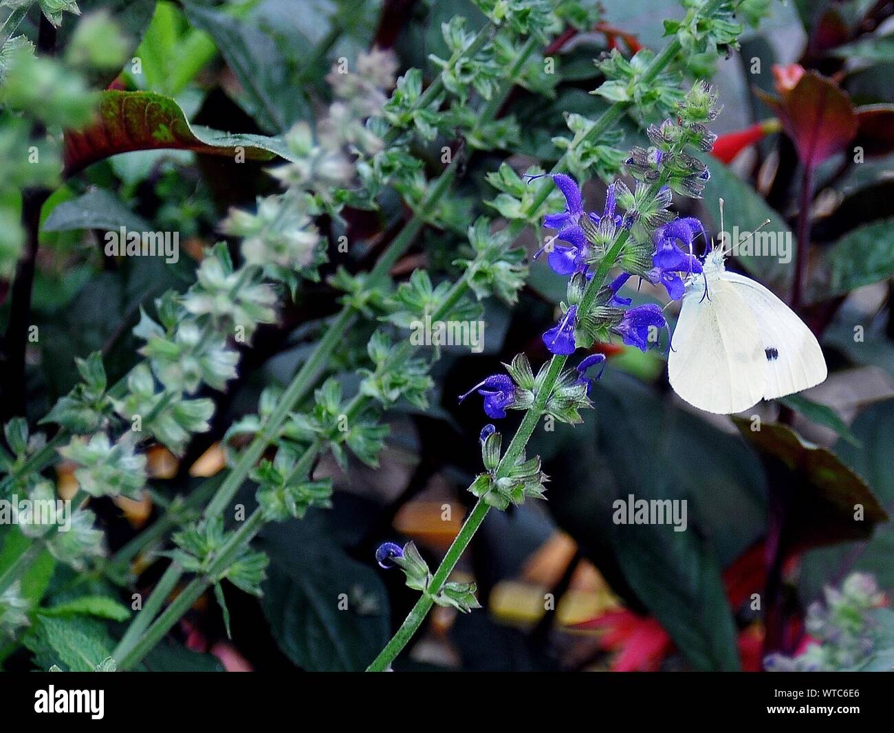 White butterfly blue flower hi-res stock photography and images - Alamy
