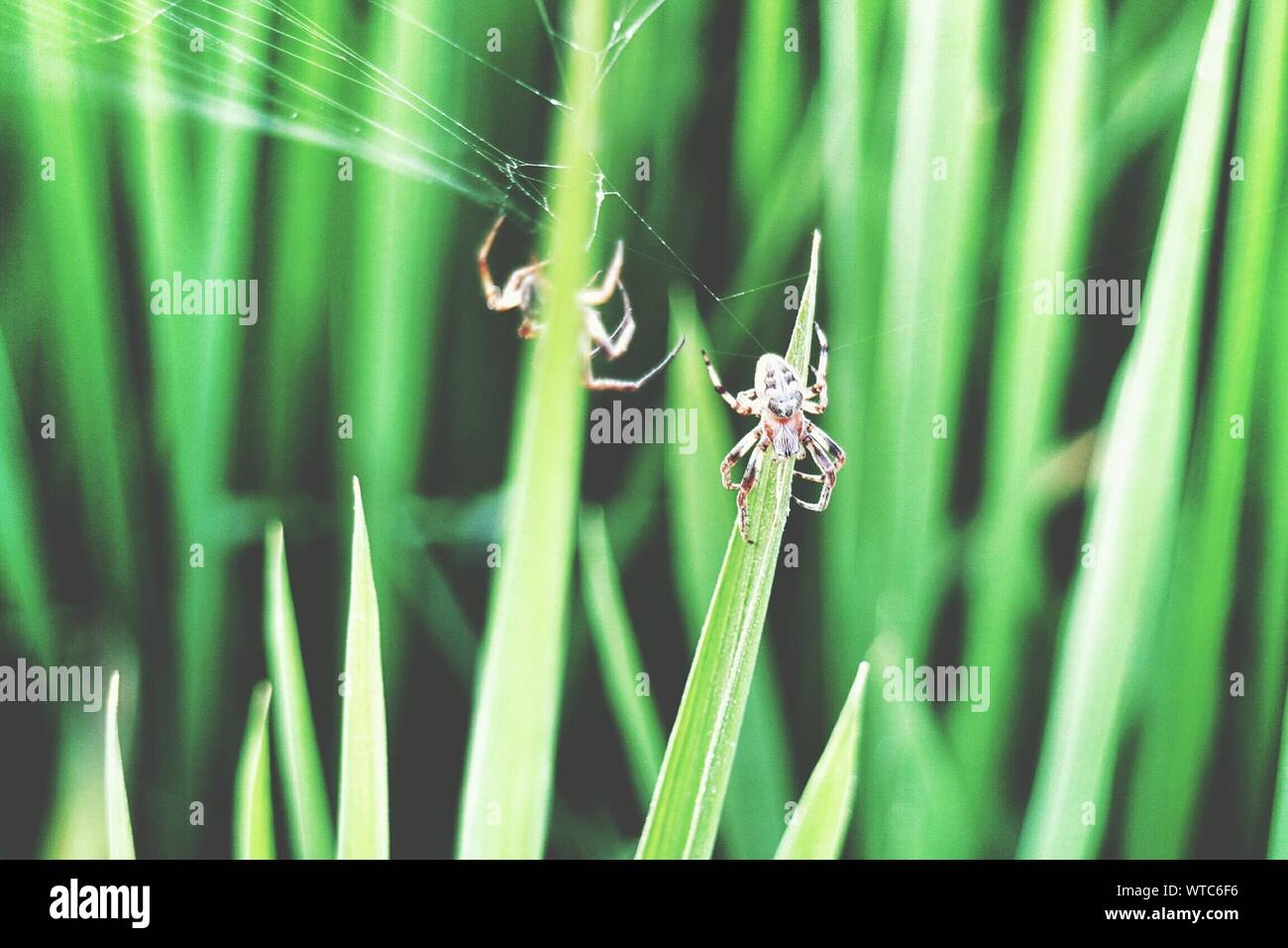 Grass Spiders High Resolution Stock Photography and Images - Alamy