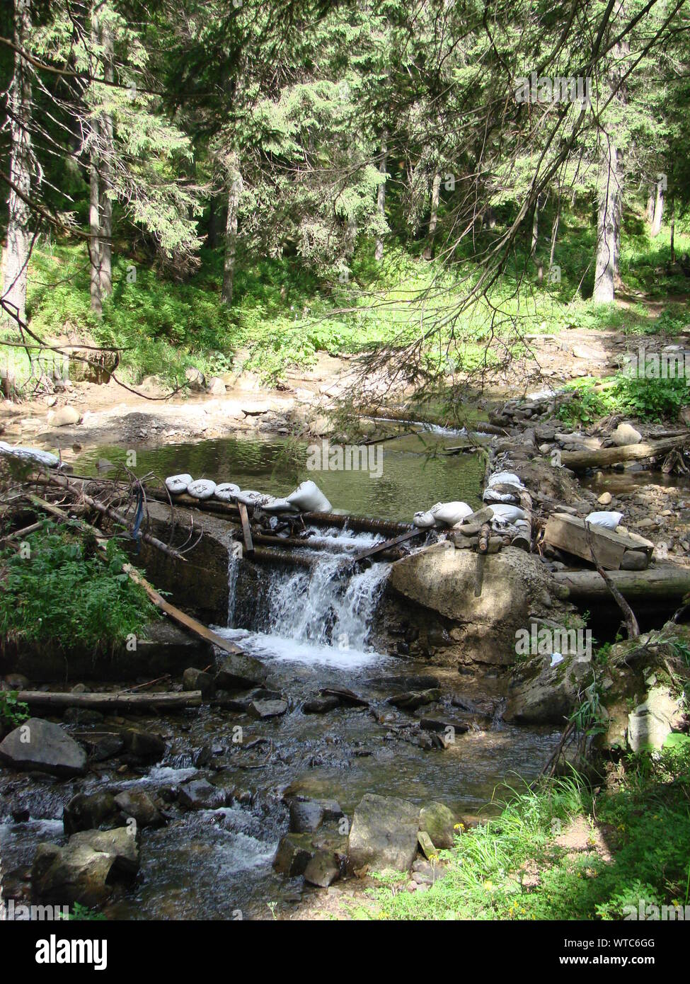 Trout-fishing in mountain river in summer time Stock Photo - Alamy