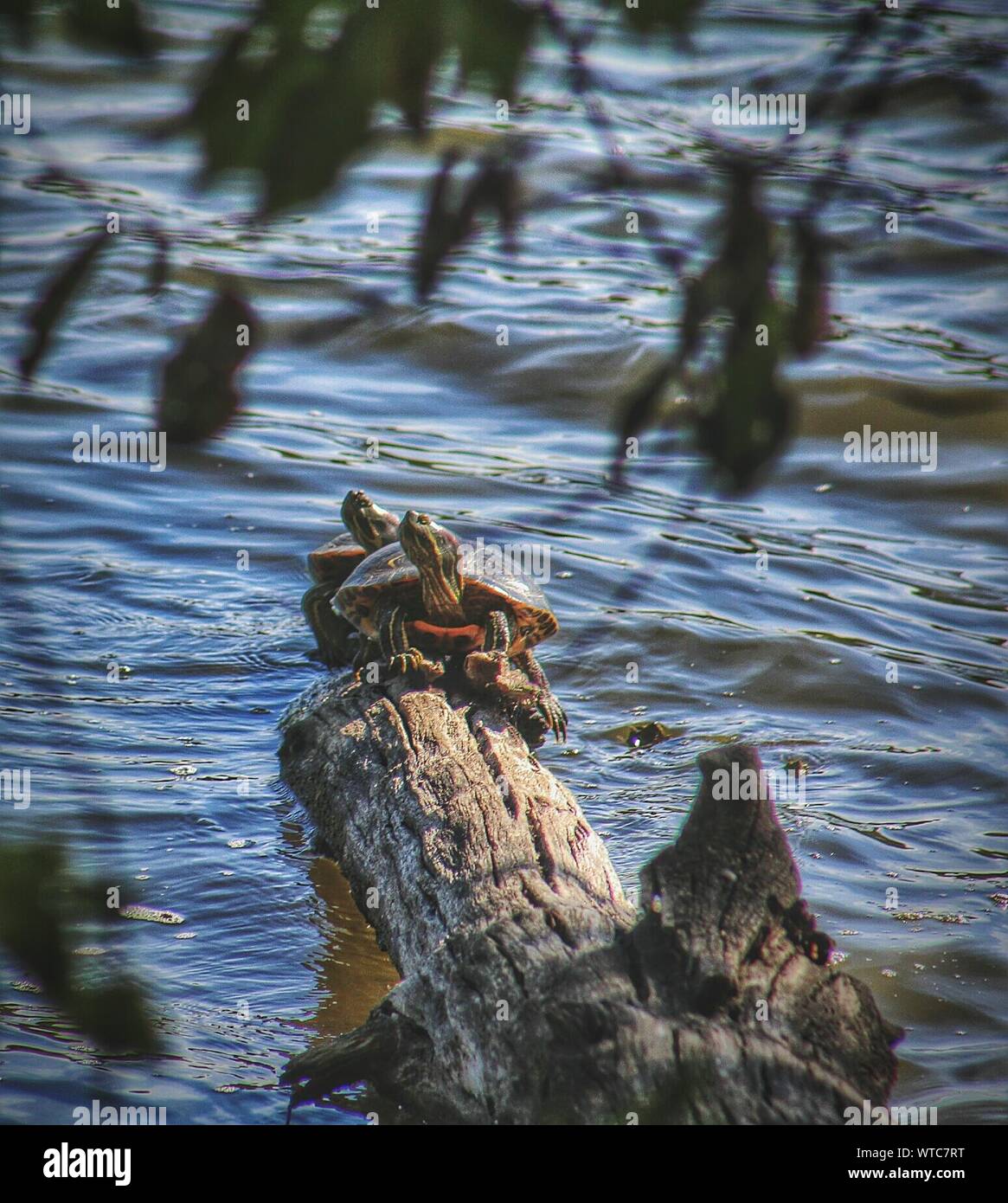 Climbing Turtle High Resolution Stock Photography and Images - Alamy