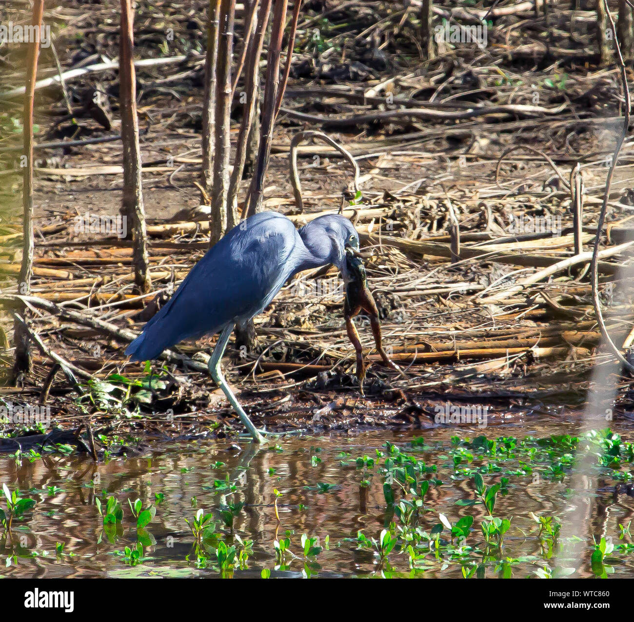 Pond hunting hi-res stock photography and images - Alamy