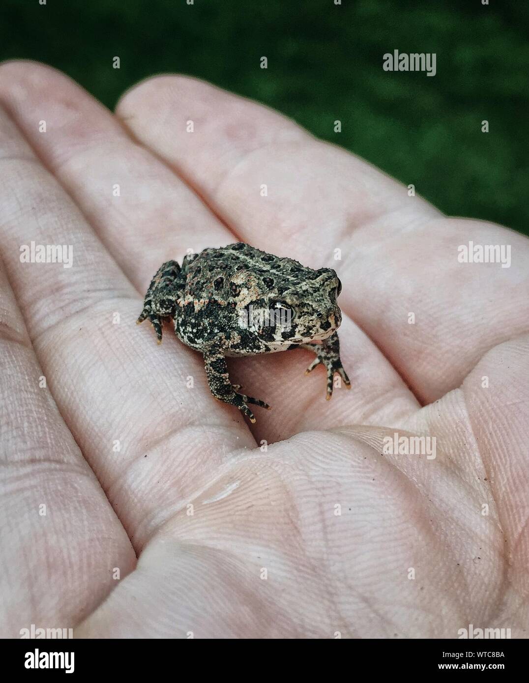 Toad image hi-res stock photography and images - Alamy