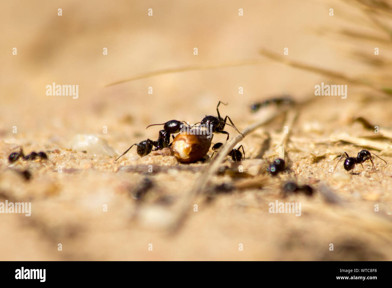 Insects of portugal hi-res stock photography and images - Alamy