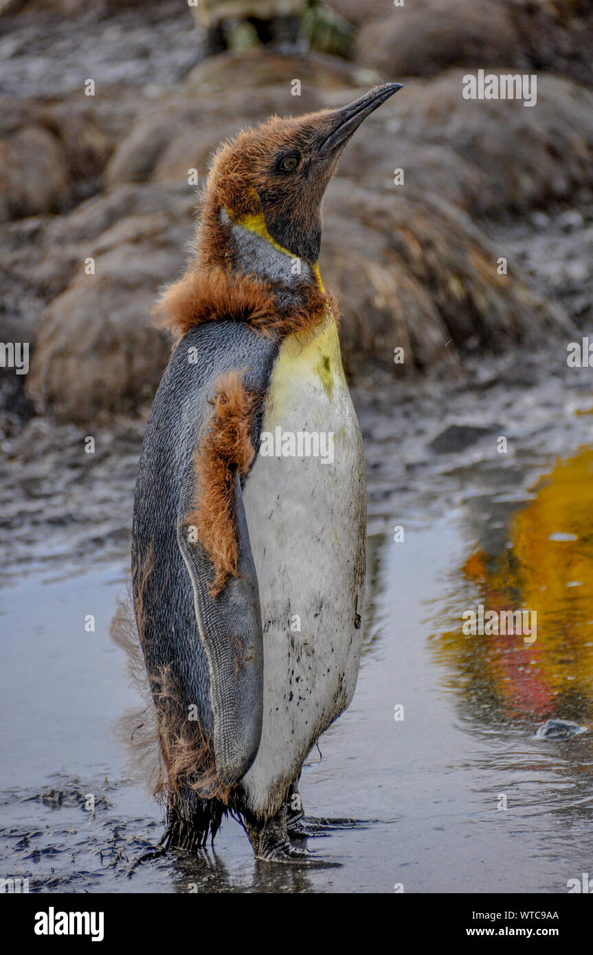 Penguin molting hi-res stock photography and images - Alamy