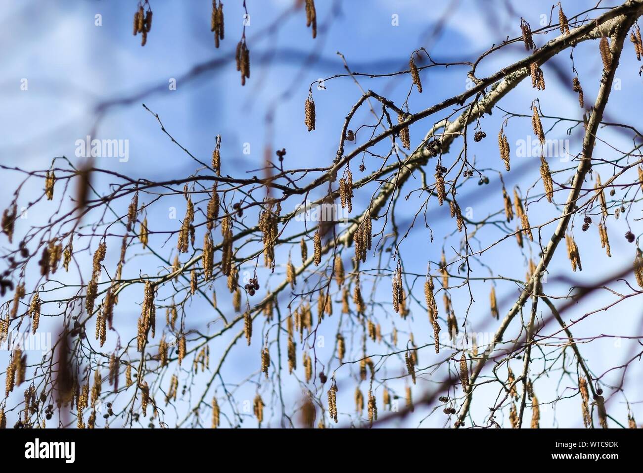 Hanging seeds hi-res stock photography and images - Alamy