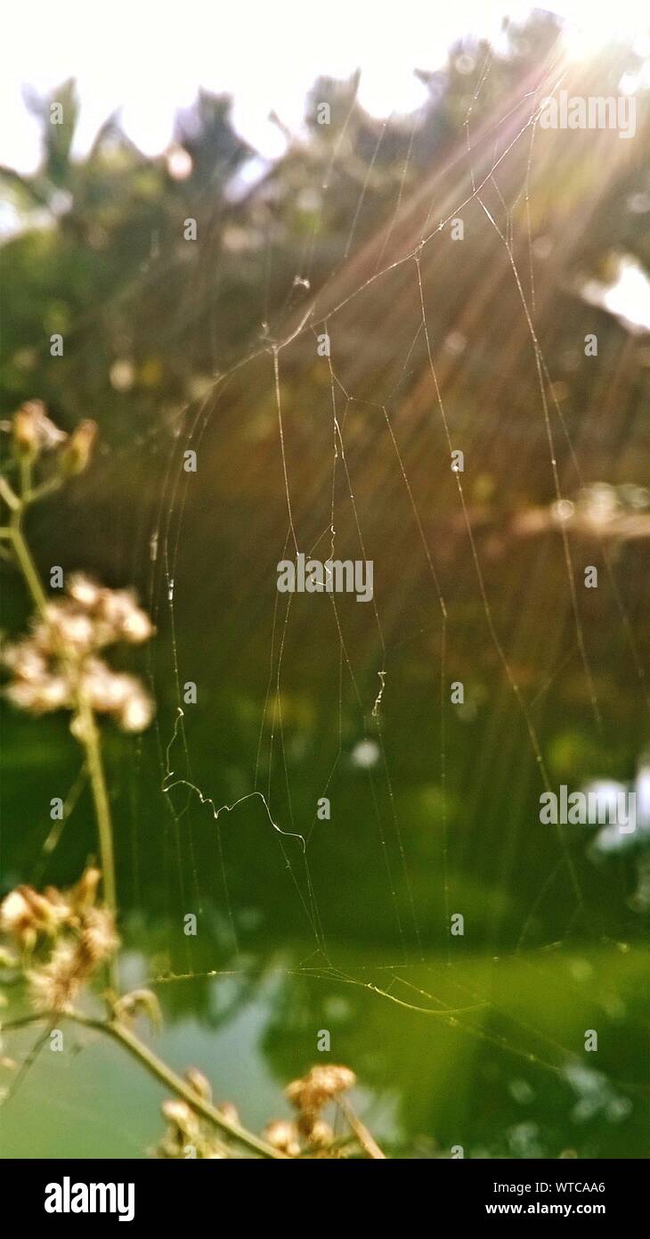 Vietnam Spider High Resolution Stock Photography and Images - Alamy