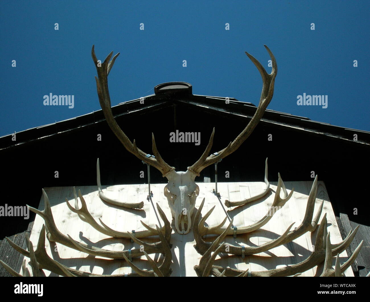 Animal hunting trophies hi-res stock photography and images - Alamy