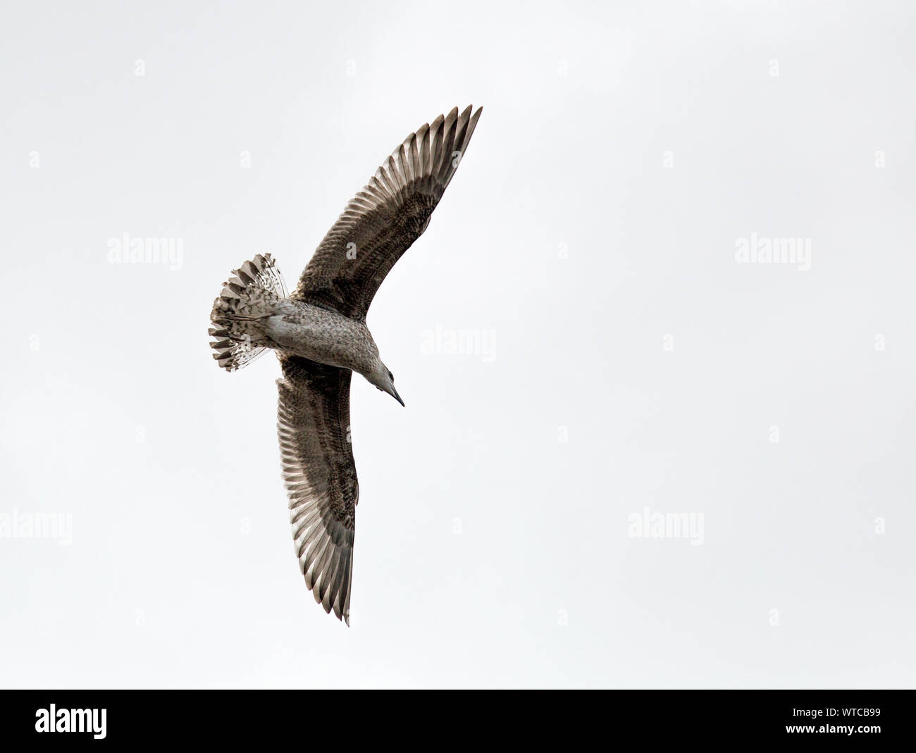 A brown and white speckled sea gull with its wings outstretched shot ...