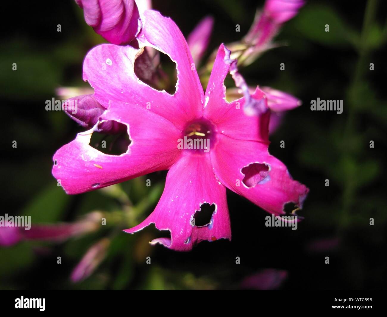 Pink holes hi-res stock photography and images - Alamy