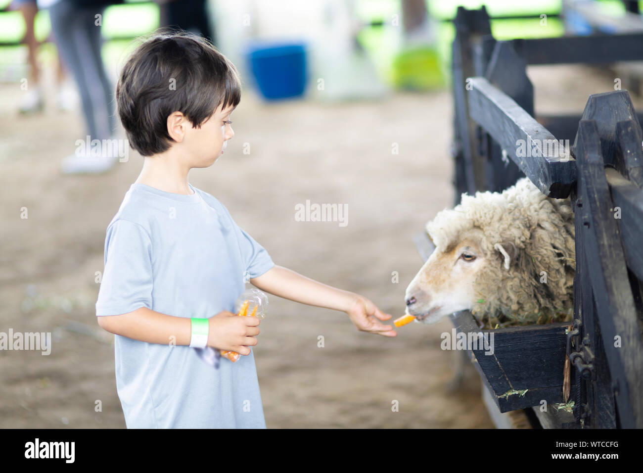 Happy Boy Playing with Sheep in the Farm Stock Photo - Alamy