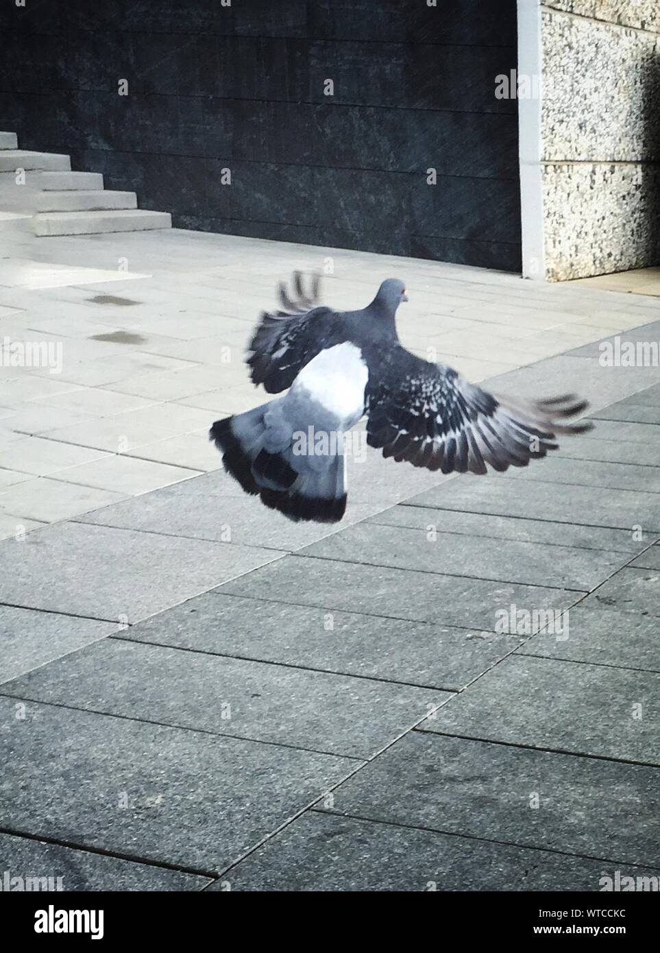 One the pigeon is flying hi-res stock photography and images - Alamy