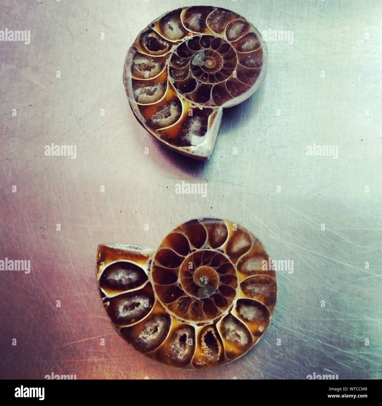 Ammonite fossils hi-res stock photography and images - Alamy
