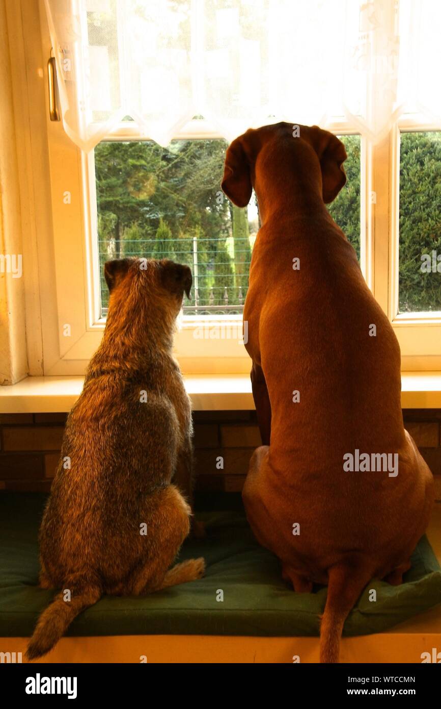 Dogs home window hi-res stock photography and images - Alamy