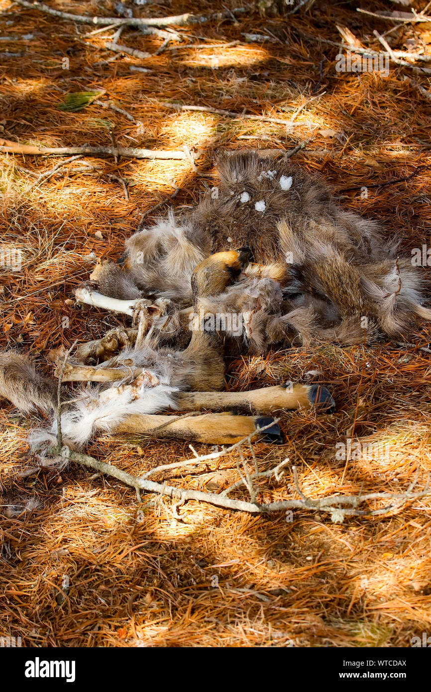 Deer carrion eating by Amur tiger.Proselochny cordon. Lazovsky Nature ...
