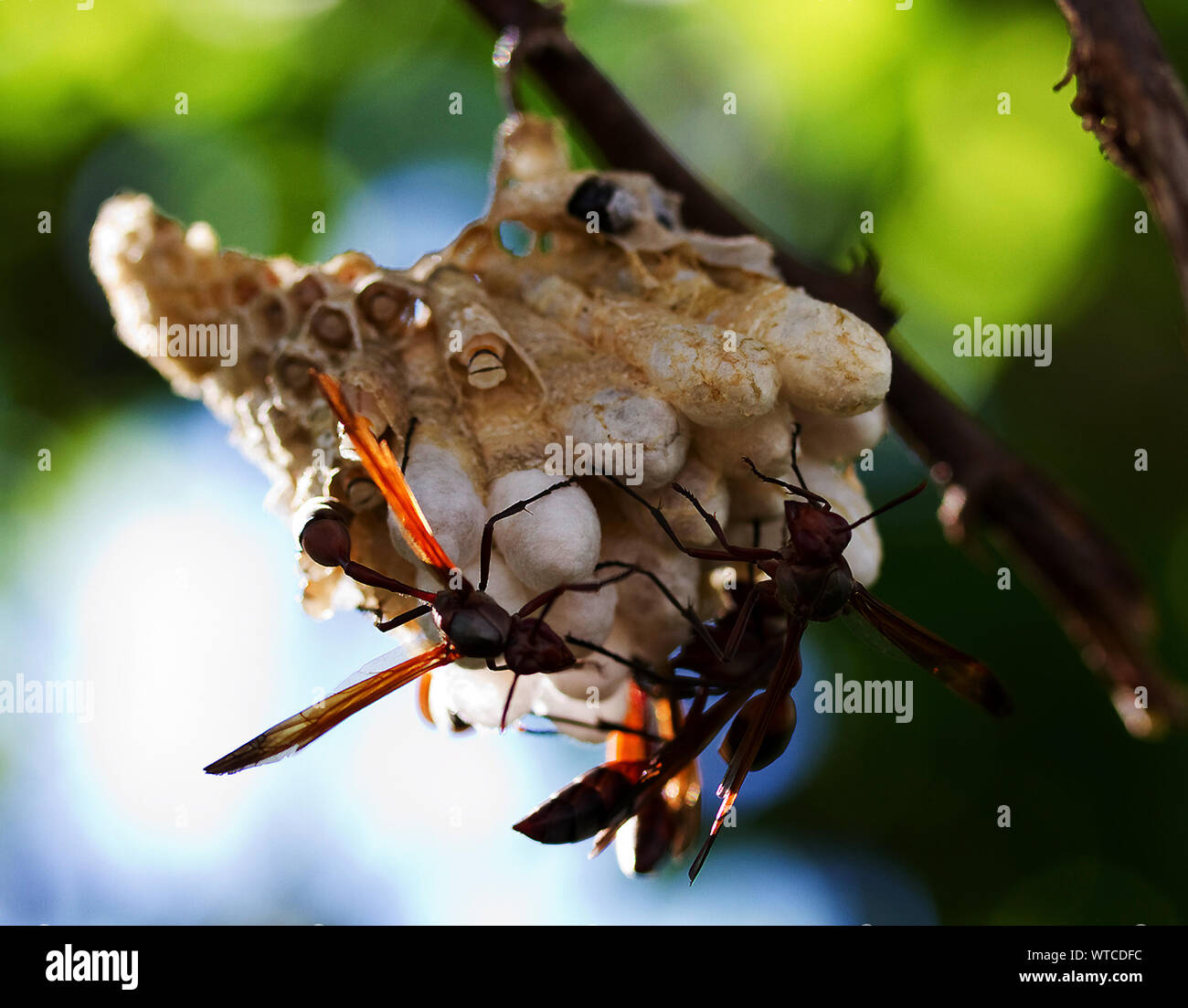 The Belanogaster Paper Wasp make some of the largest nests made of ...
