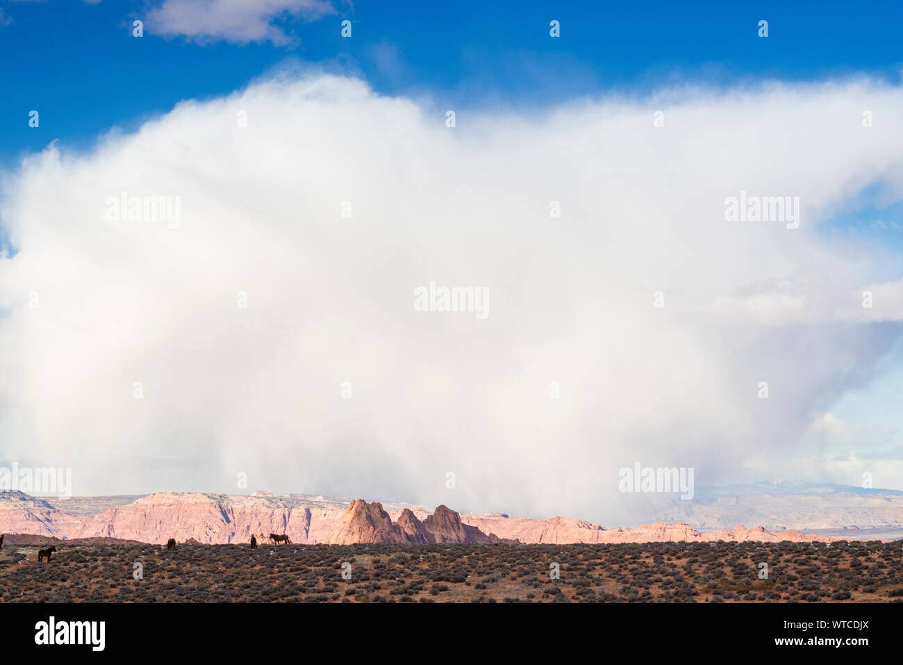 Squall cloud over the desert with grazing horses, Page, Arizona, USA ...