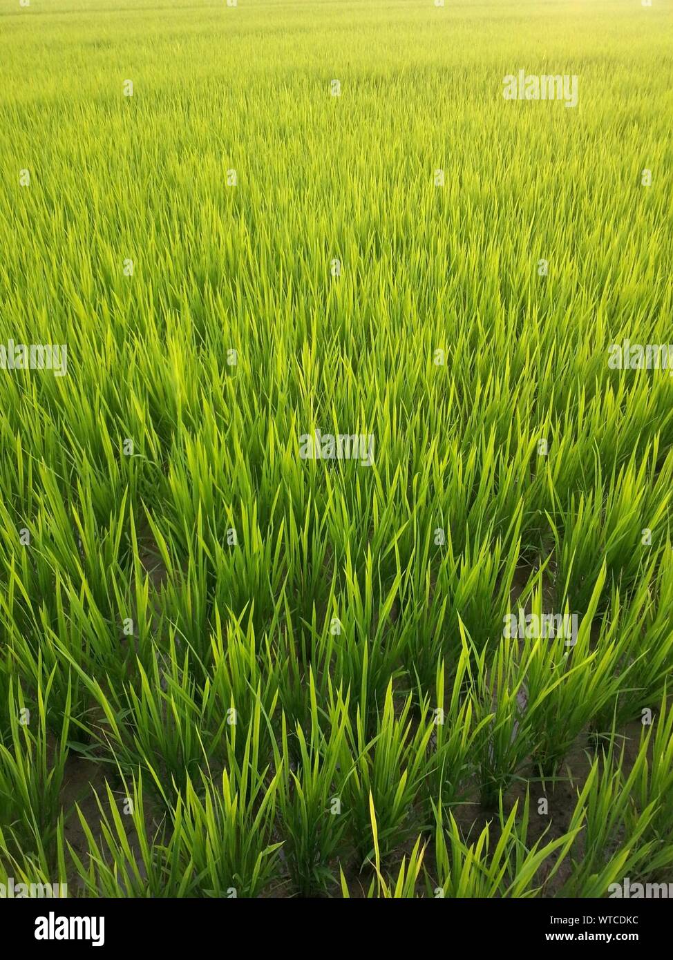 Full grown crop hi-res stock photography and images - Alamy