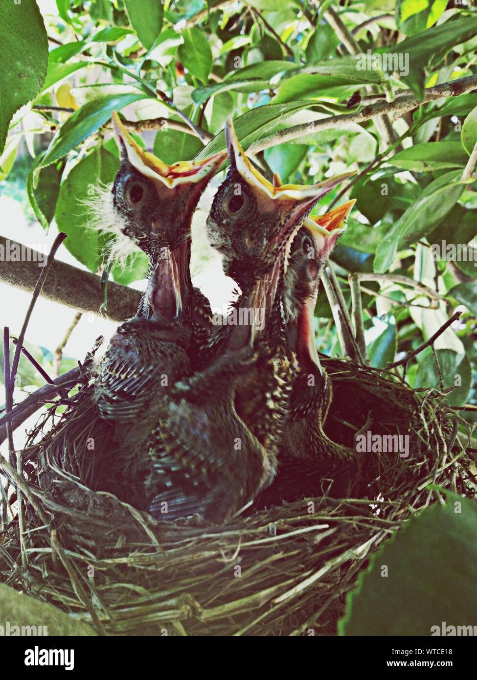 Baby bird open mouth hi-res stock photography and images - Alamy