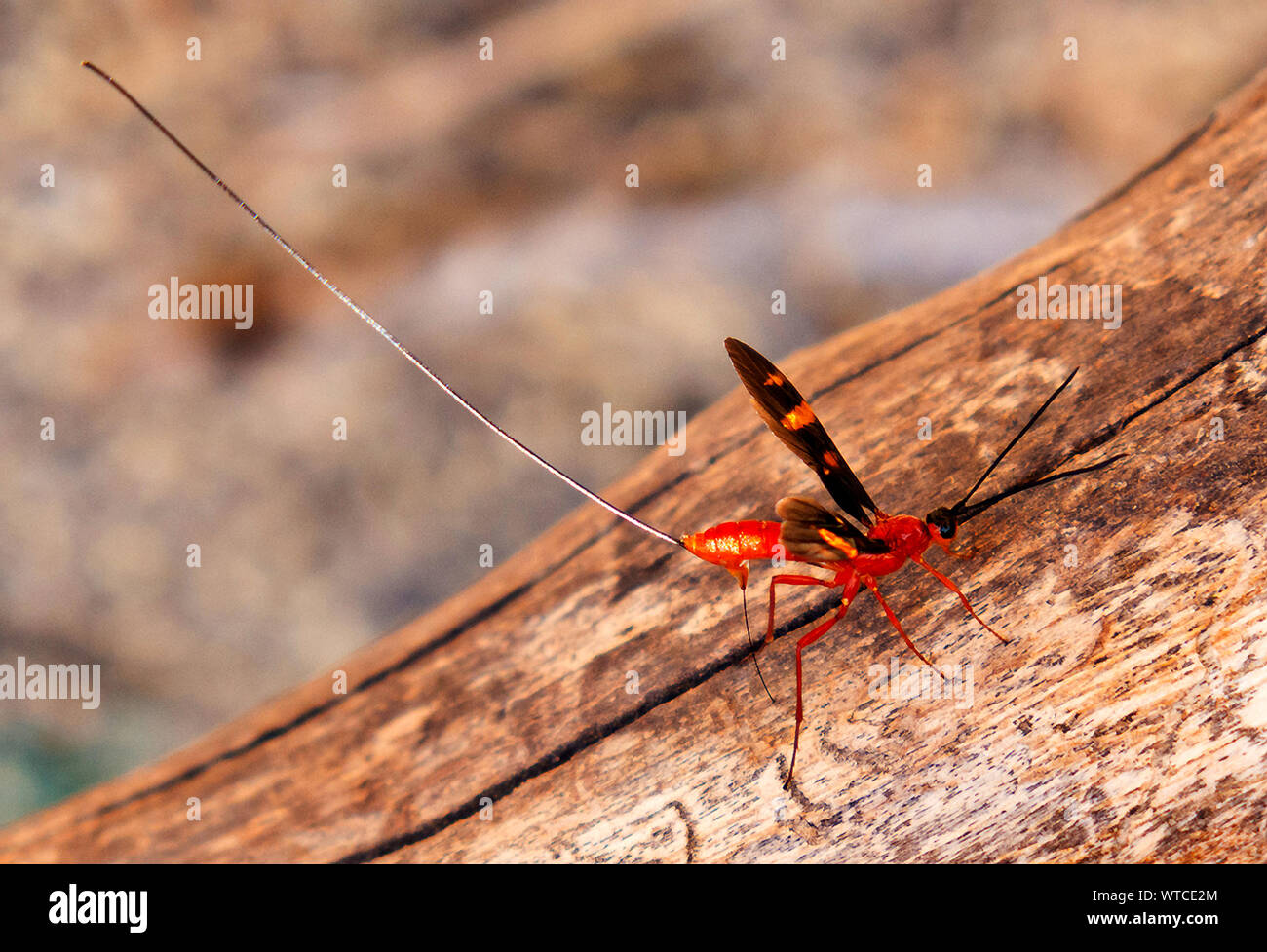 One of the Largest of the Brachonid family of parasitic Wasp, this ...