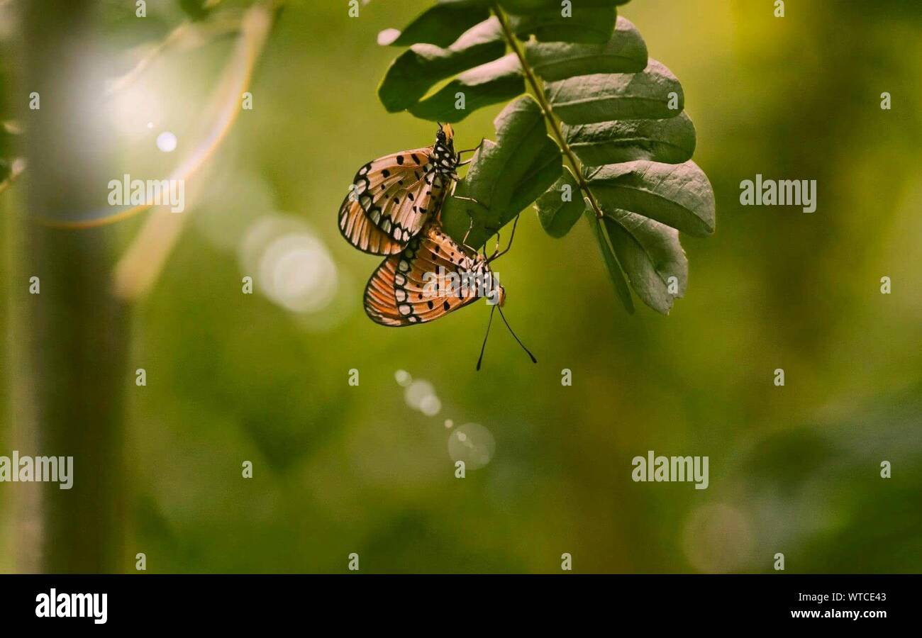 Male And Female Butterflies Mating High Resolution Stock Photography ...