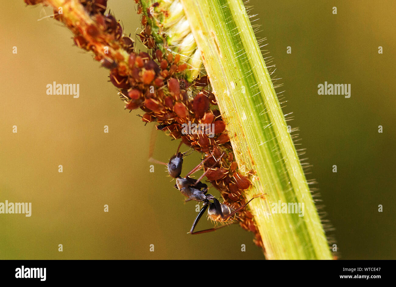 Well Segmented Thorax High Resolution Stock Photography and Images - Alamy