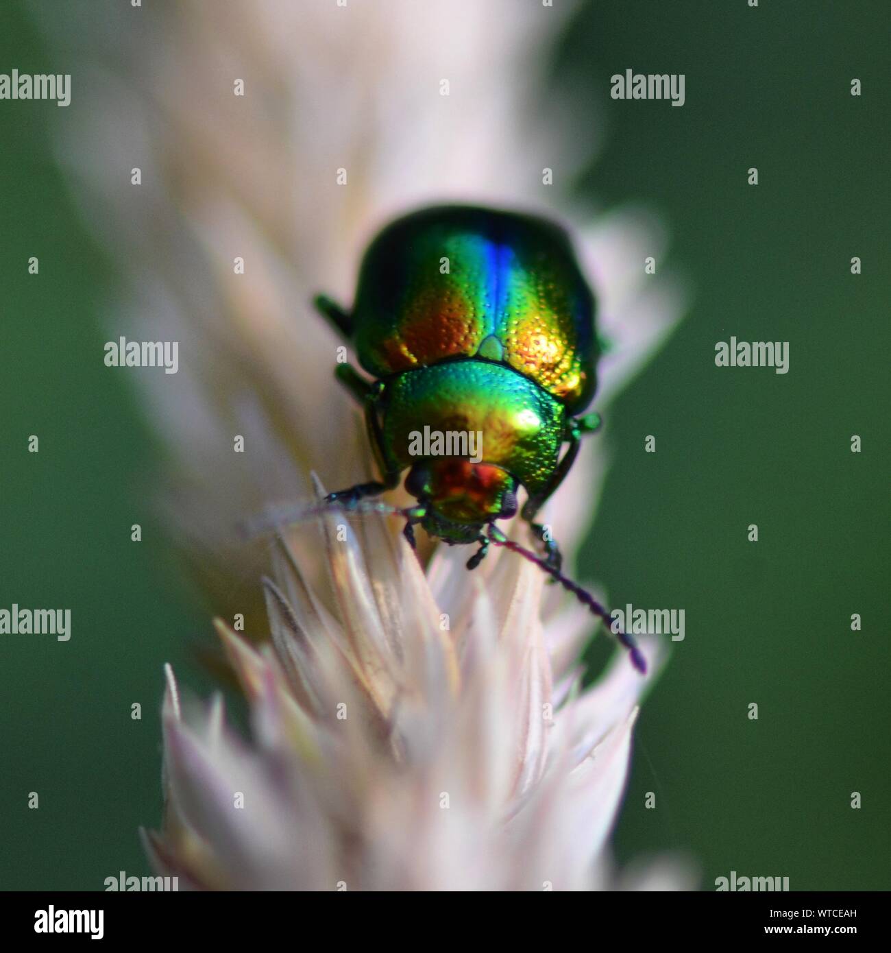 Bog animals hi-res stock photography and images - Alamy