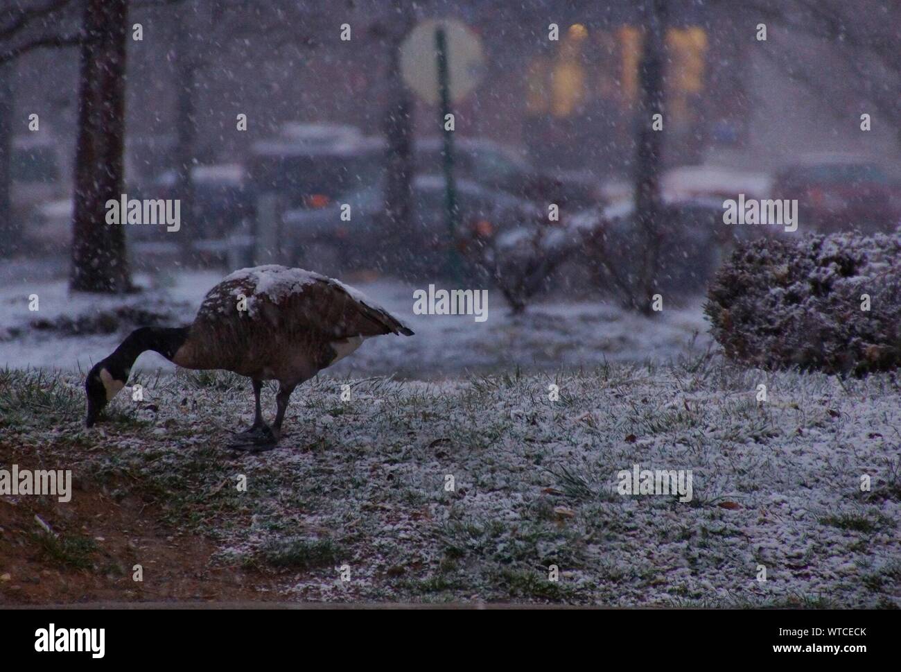 Goose eating grass hi-res stock photography and images - Alamy