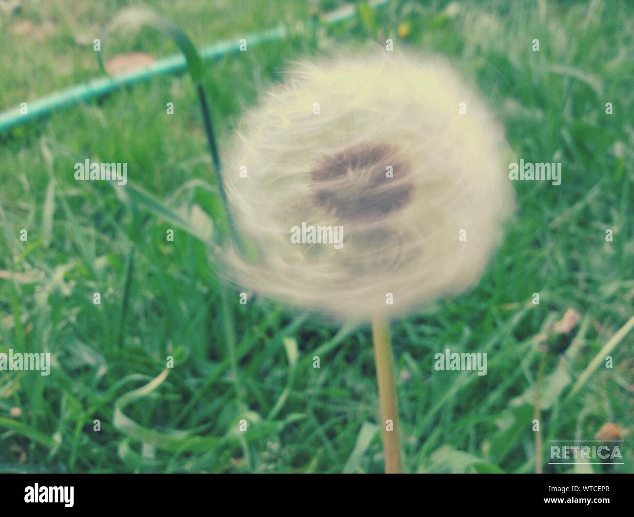 Dandelion Seeds Blowing In Wind High Resolution Stock Photography and ...
