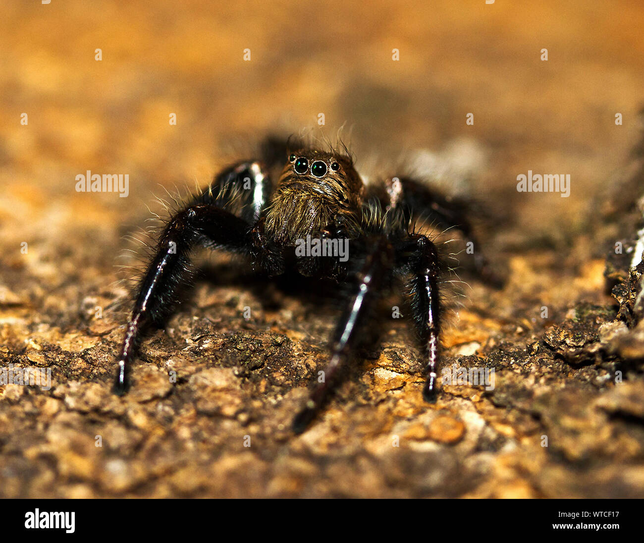 The Common Jumping Spider is an alert and active diurnal predator. The ...
