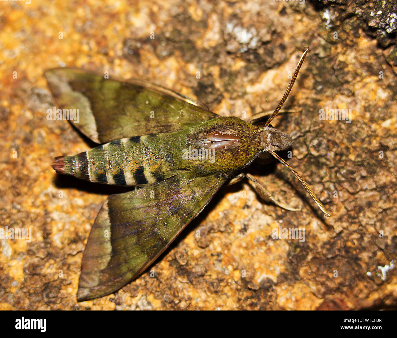 Nephele comma hi-res stock photography and images - Alamy
