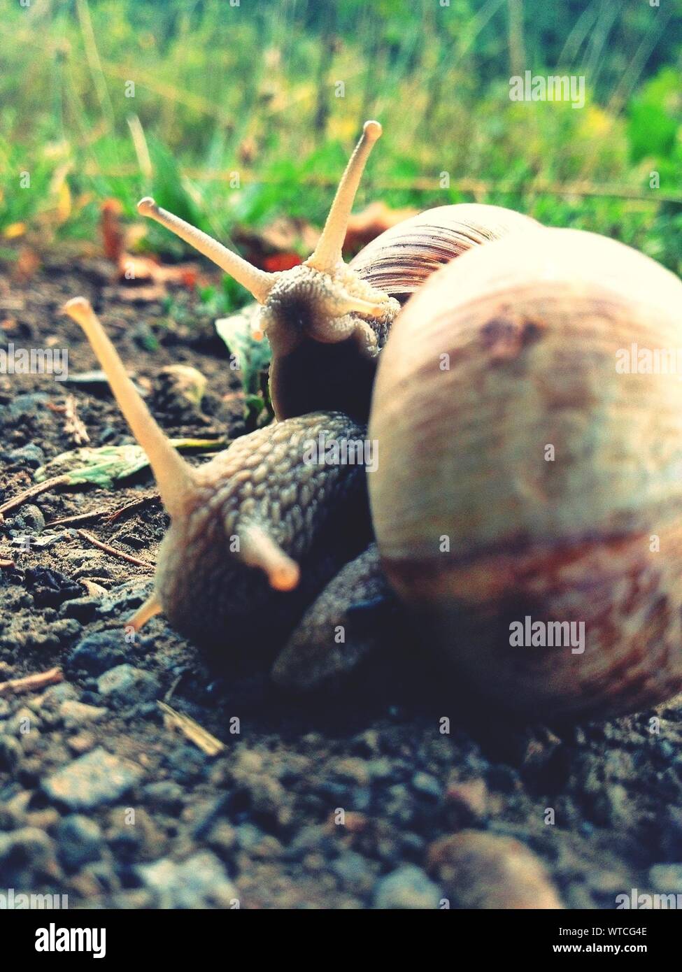 Snails Mating High Resolution Stock Photography and Images - Alamy