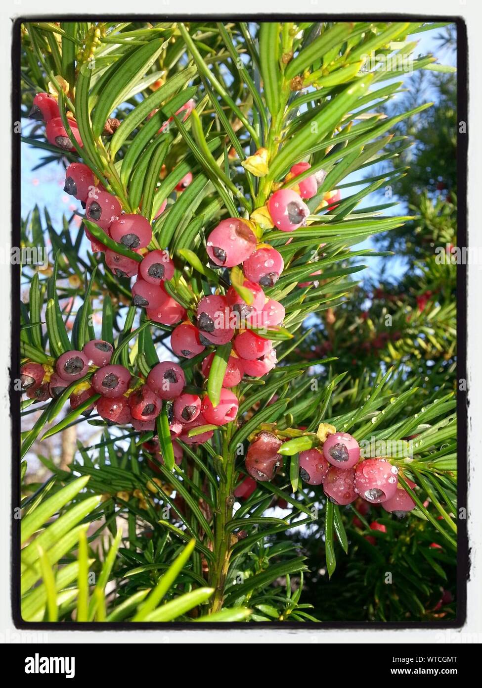 Pink fruits hi-res stock photography and images - Alamy