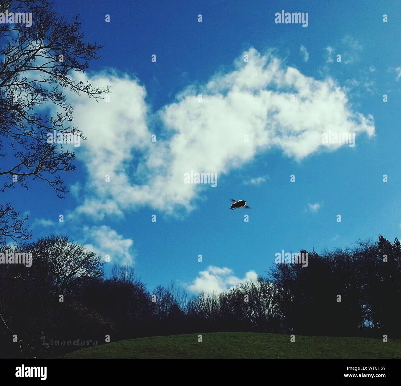 Drone bee hi-res stock photography and images - Alamy