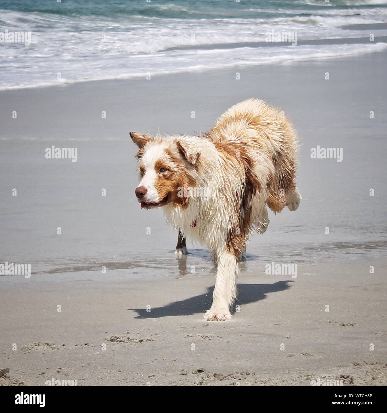 Australian Shepherd Running High Resolution Stock Photography and ...