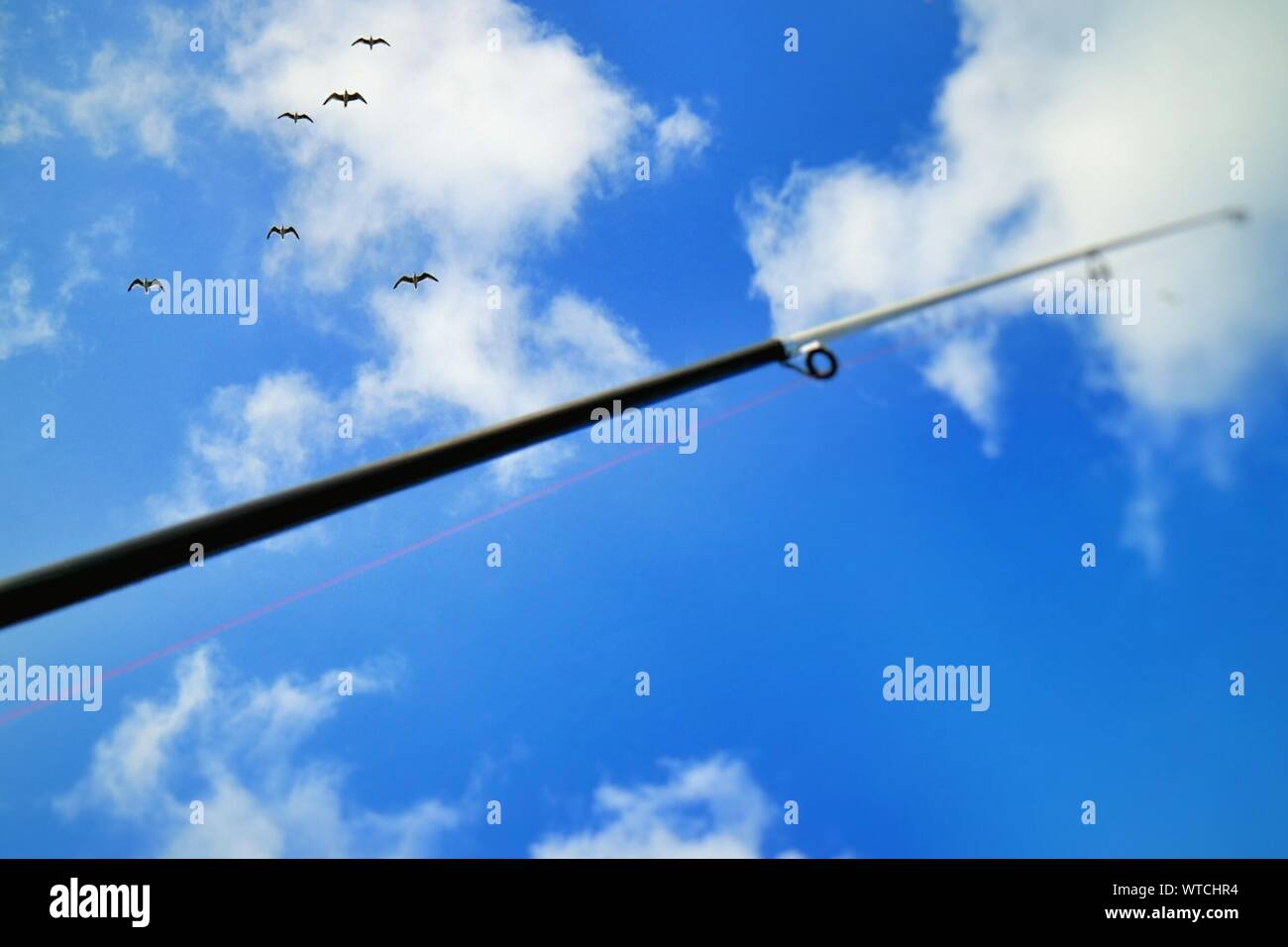 Fishing with birds hi-res stock photography and images - Alamy