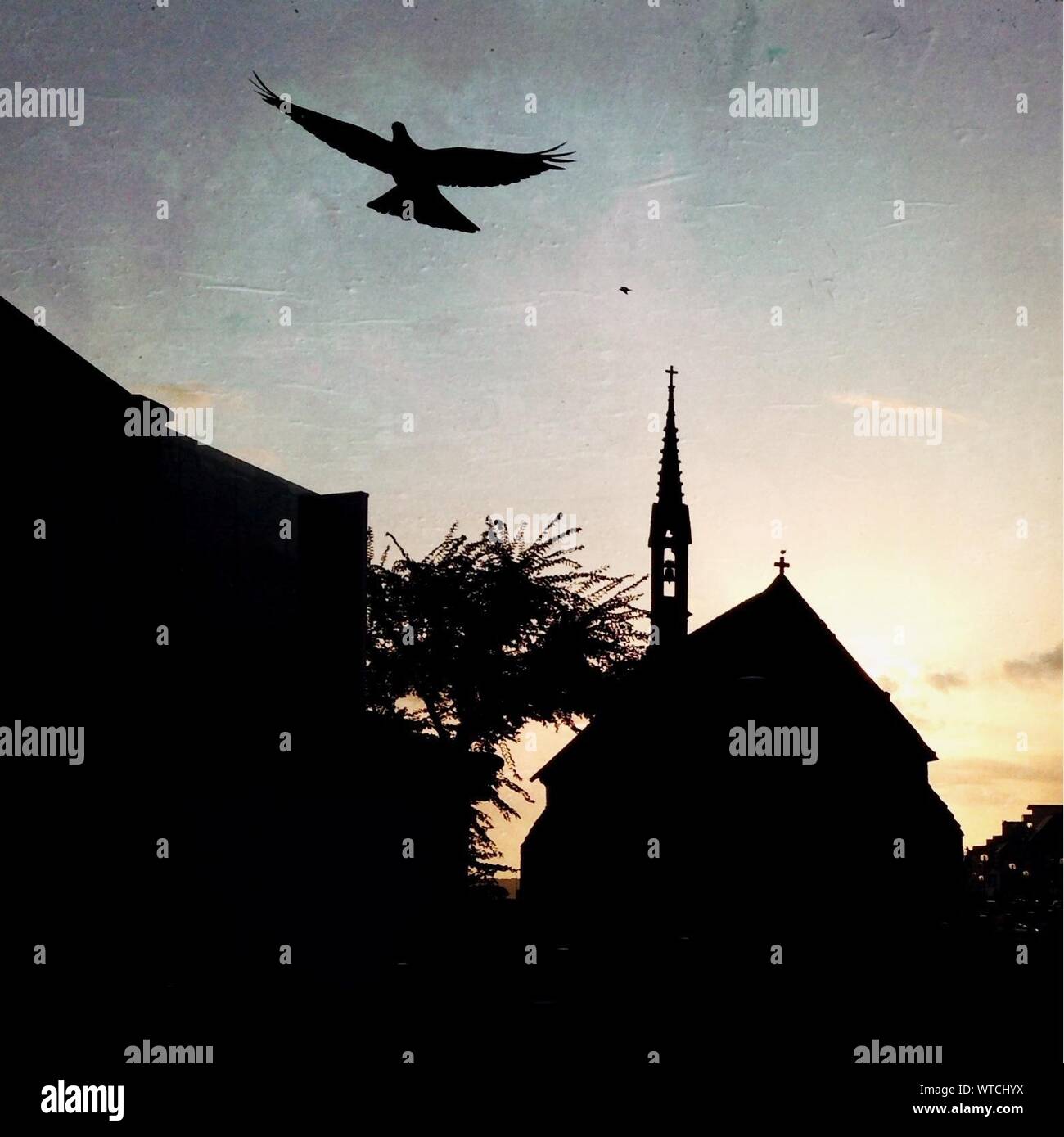 Flying bird at dawn hi-res stock photography and images - Alamy