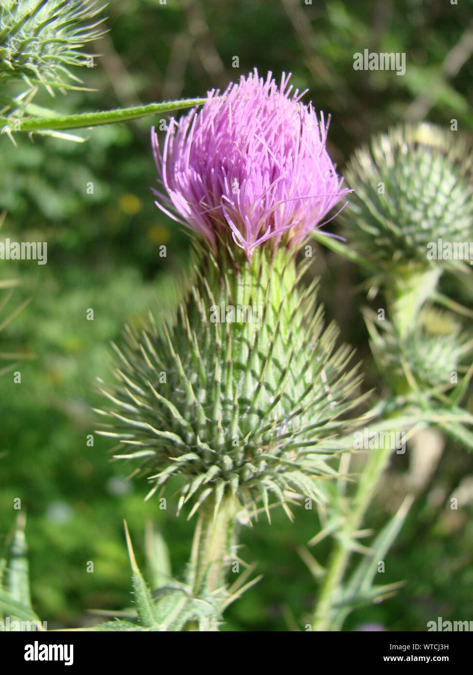 flower milk Thistle close-up. medicinal plant milk Thistle Stock Photo ...