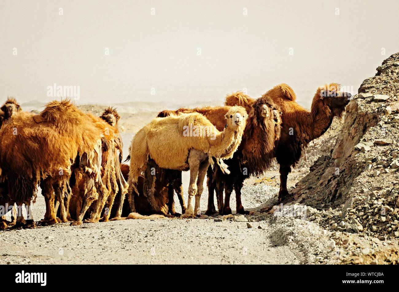 Group of camels hi-res stock photography and images - Alamy
