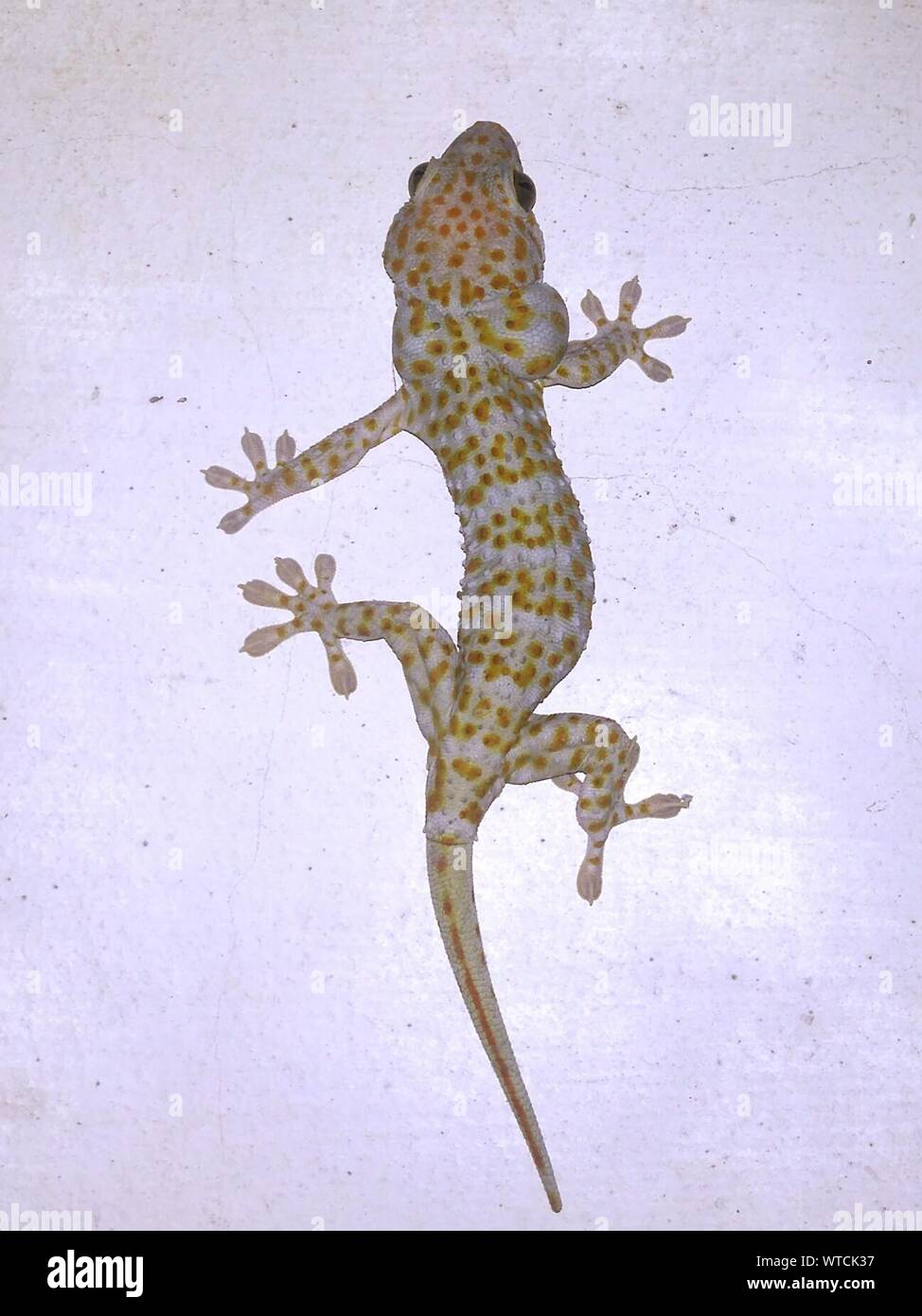 Gecko in wall hi-res stock photography and images - Alamy