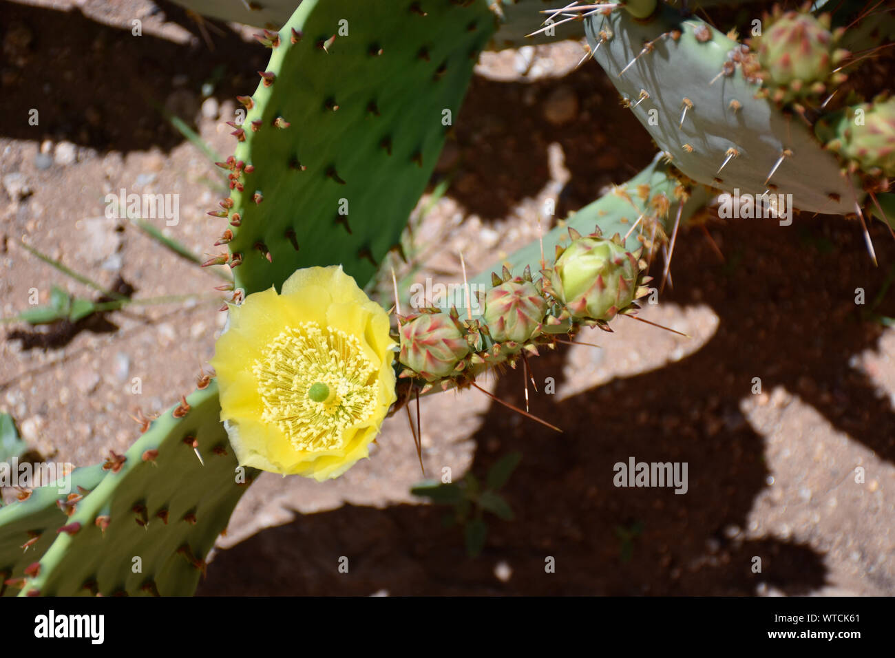 Engelmann's Prickly Pear Cactus Blossoms Photographed in early summer ...