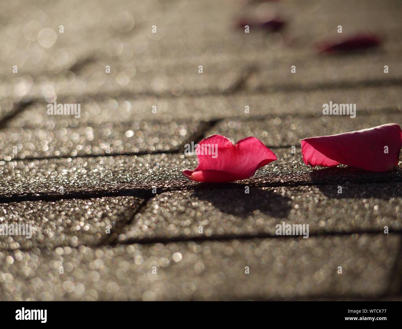 Rose pathway hi-res stock photography and images - Alamy