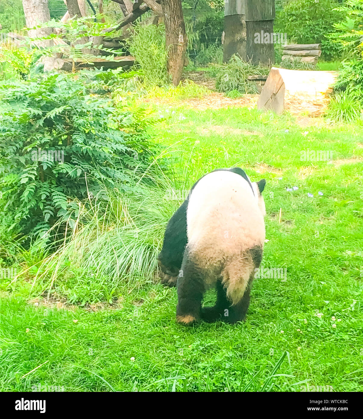 Very beautiful and cute panda bear walking in nature Stock Photo - Alamy