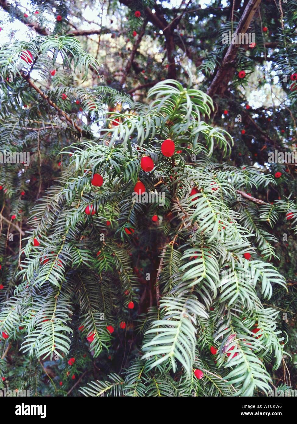 Fir tree fruit hi-res stock photography and images - Alamy