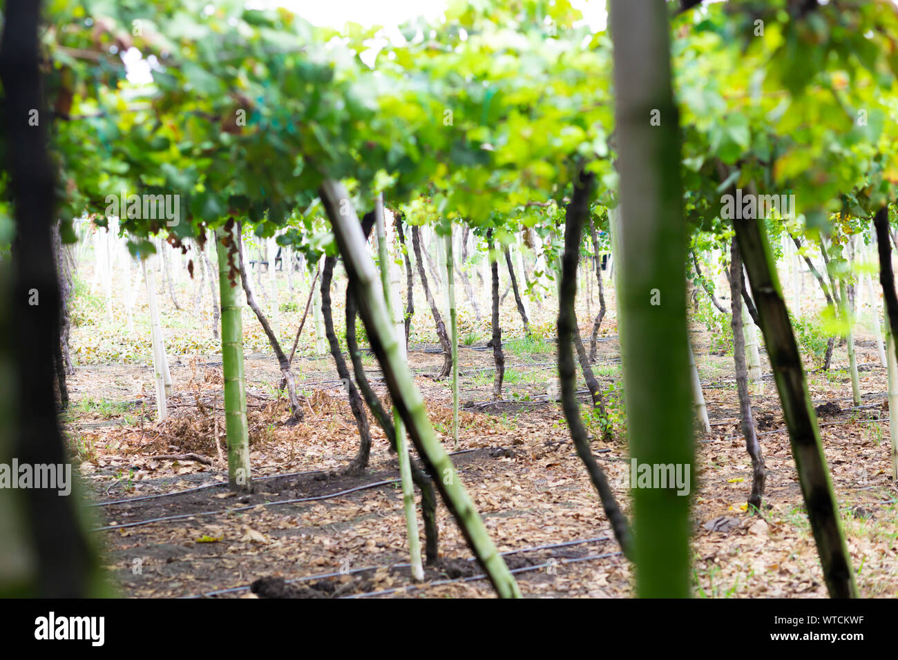 Grape Plantation, Row of Vineyard Grape Vines Stock Photo - Alamy